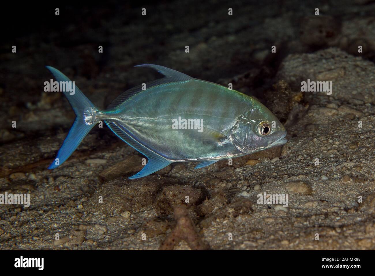Jack Fish, Carangidae Stock Photo - Alamy