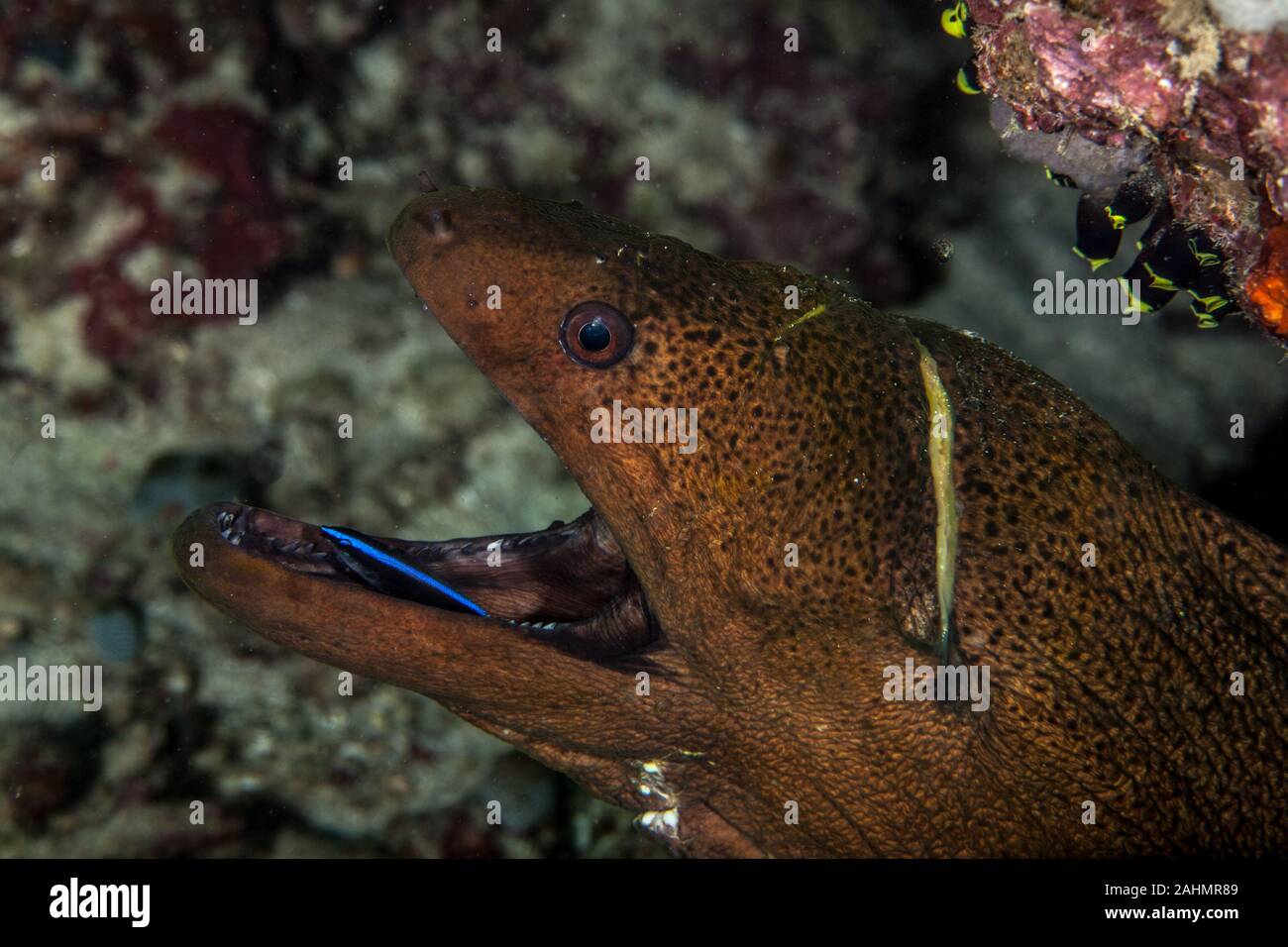 Giant Moray Eel - Gymnothorax javanicus Stock Photo - Alamy