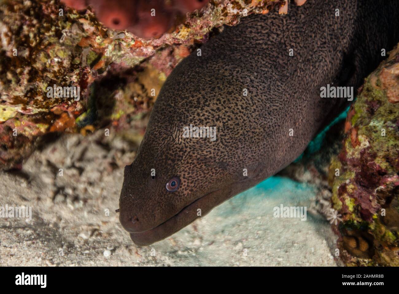 Giant Moray Eel - Gymnothorax javanicus Stock Photo - Alamy