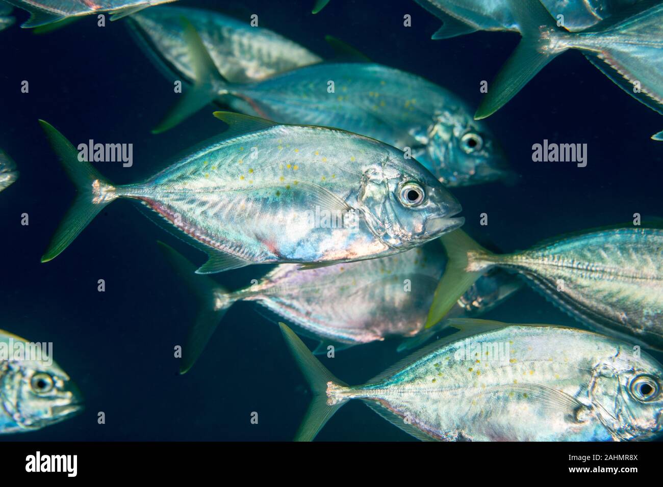 Jack Fish, Carangidae Stock Photo - Alamy