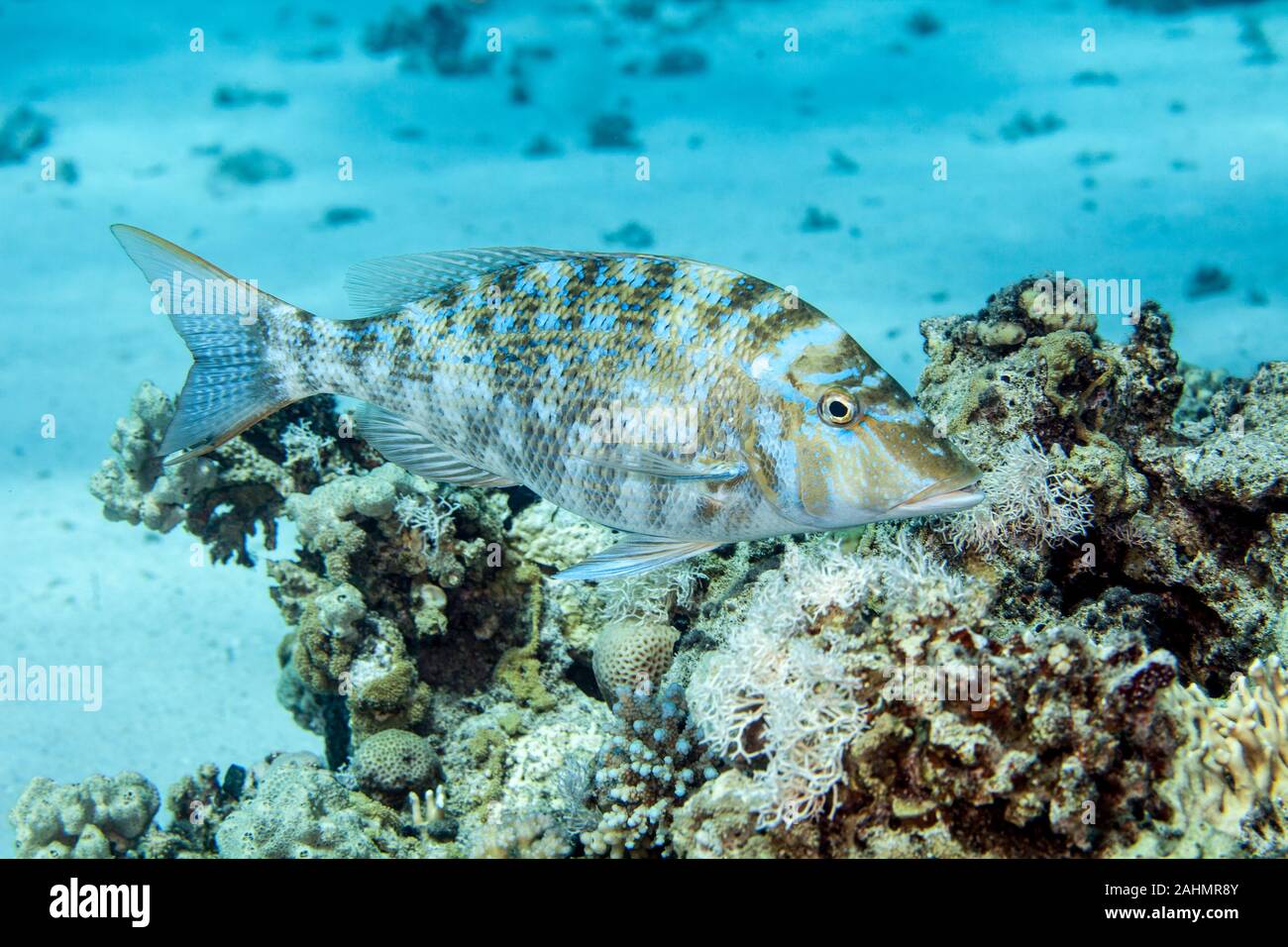 Jack Fish, Carangidae Stock Photo - Alamy