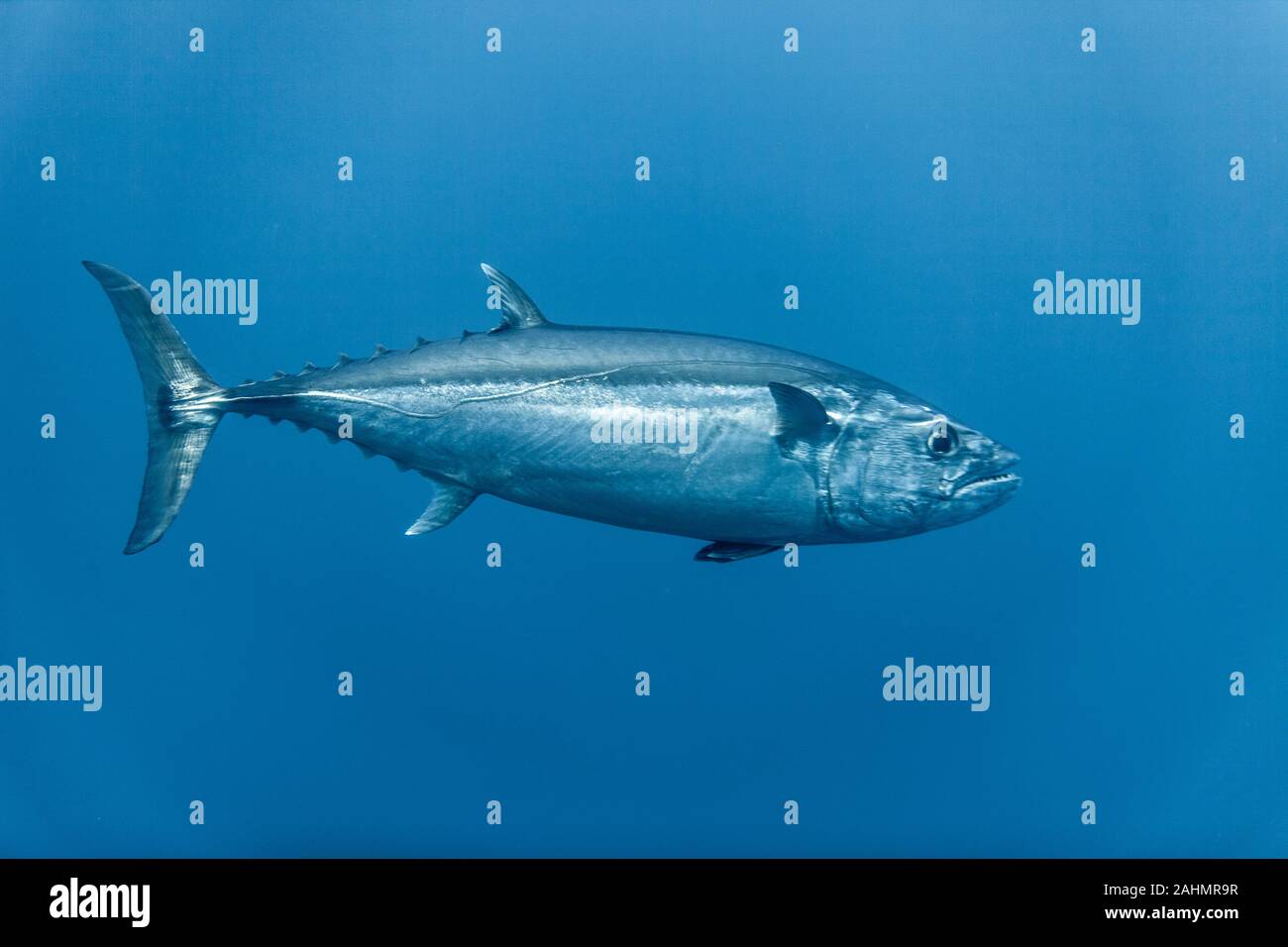 Family scombridae hi-res stock photography and images - Alamy