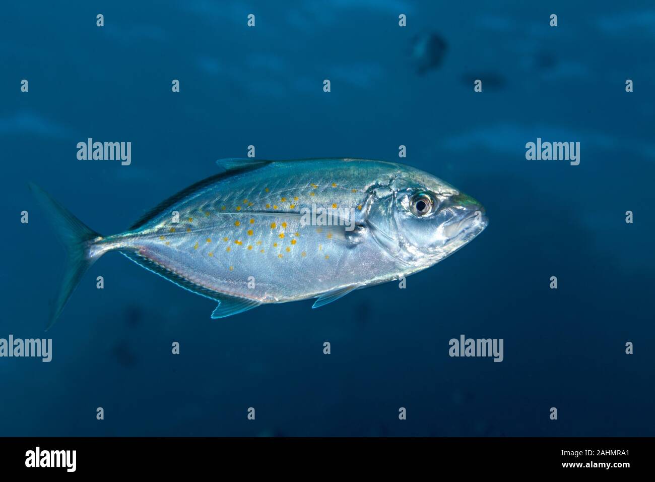 Jack Fish, Carangidae Stock Photo - Alamy