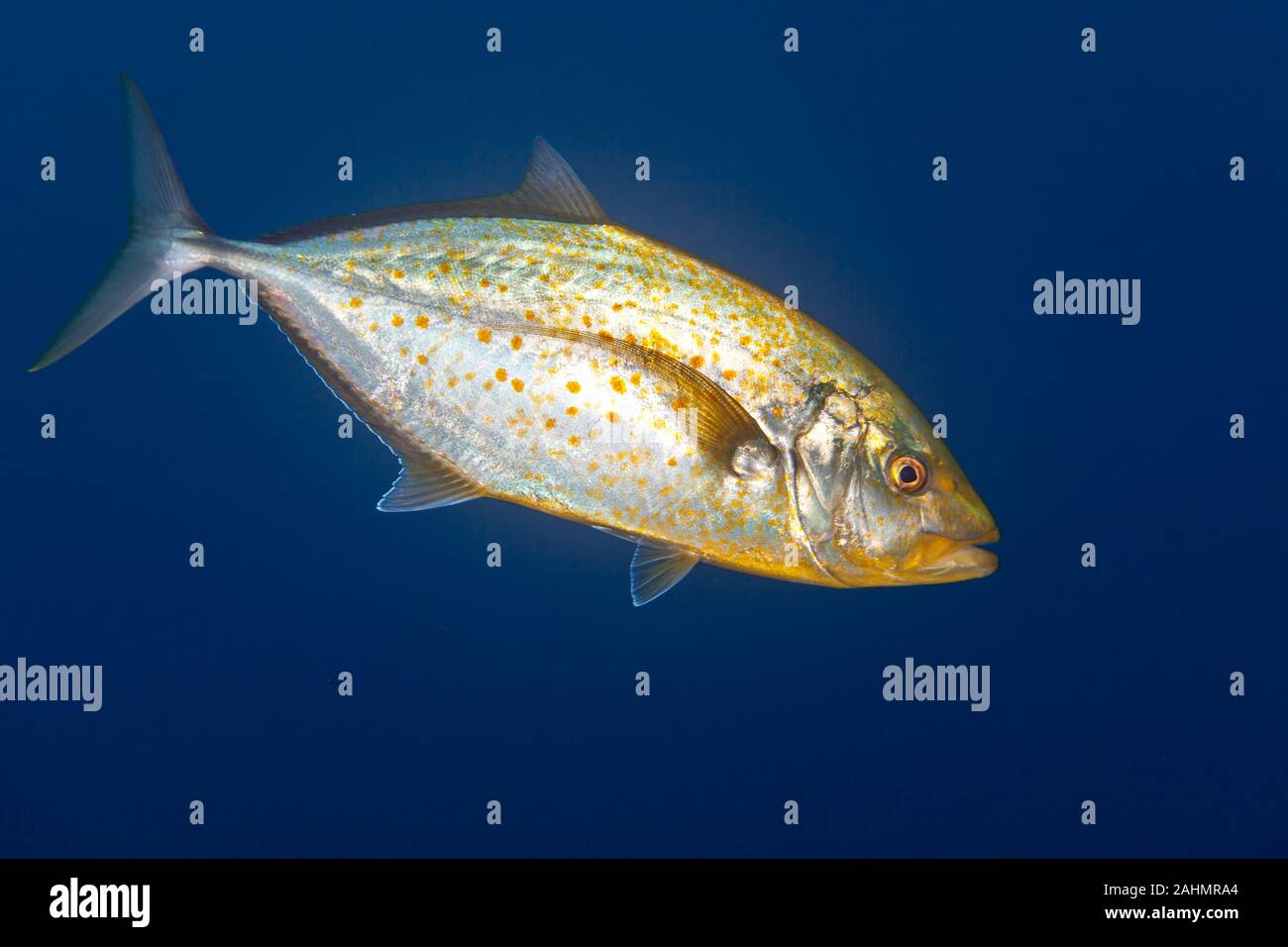 Carangoides bajad hi-res stock photography and images - Alamy