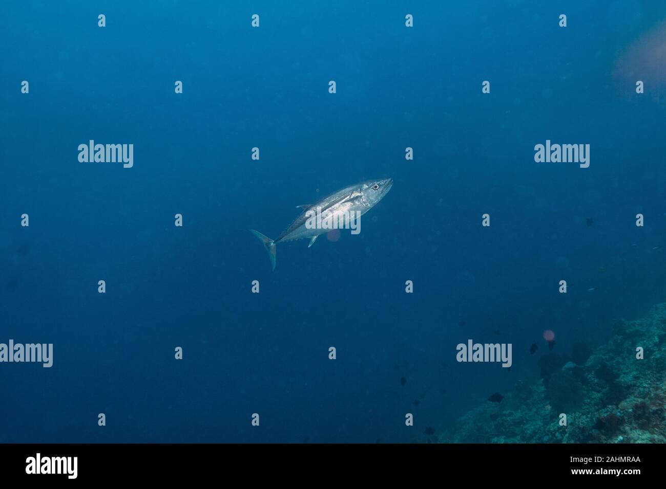 Family scombridae hi-res stock photography and images - Alamy