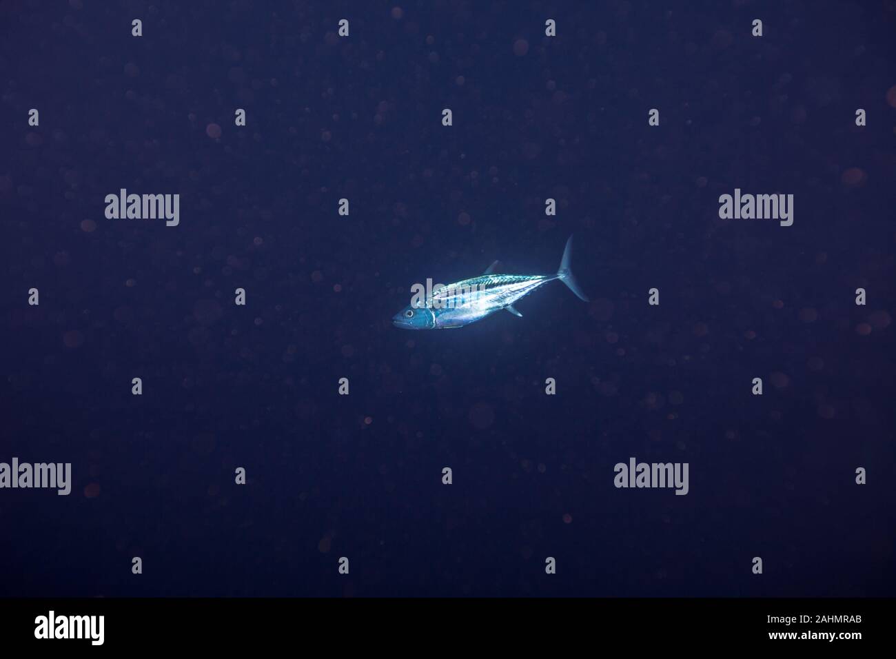 Family scombridae hi-res stock photography and images - Alamy