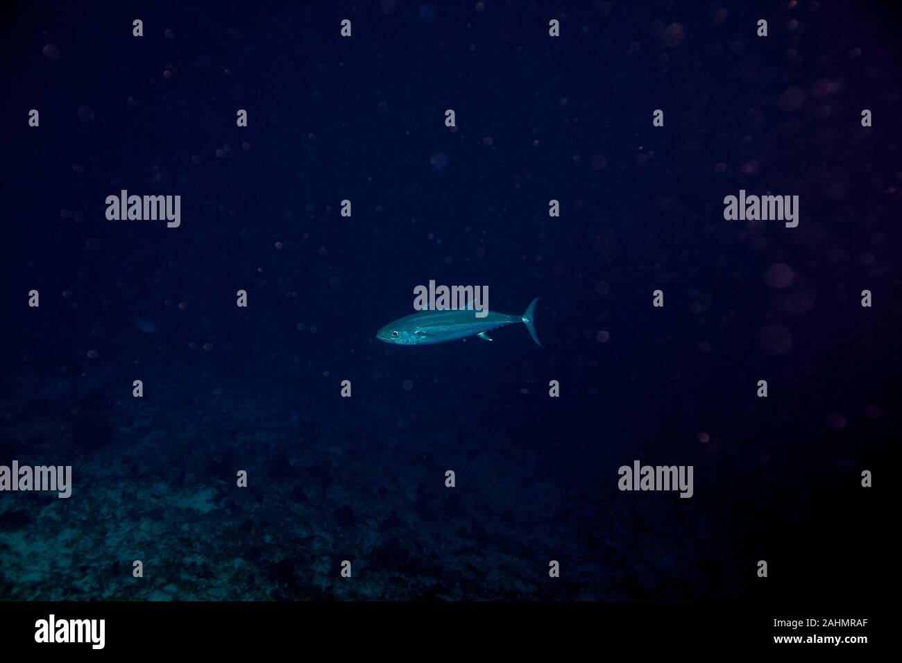 Family scombridae hi-res stock photography and images - Alamy