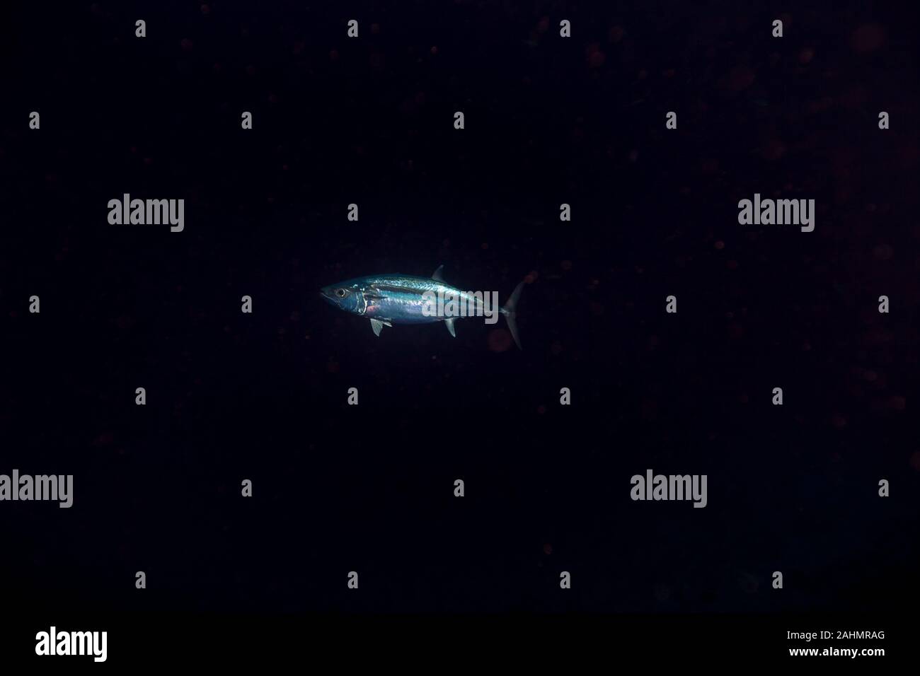 Family scombridae hi-res stock photography and images - Alamy