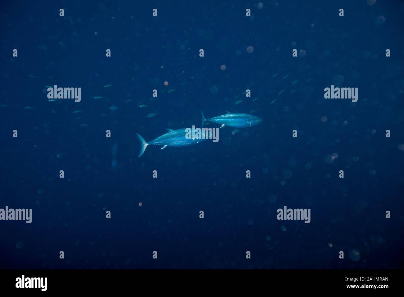 Family scombridae hi-res stock photography and images - Alamy