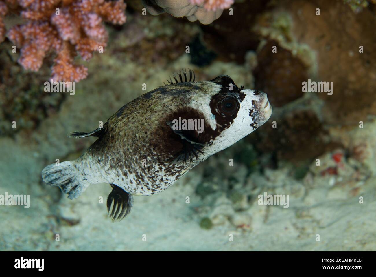 The masked puffer, Arothron diadematus Stock Photo - Alamy