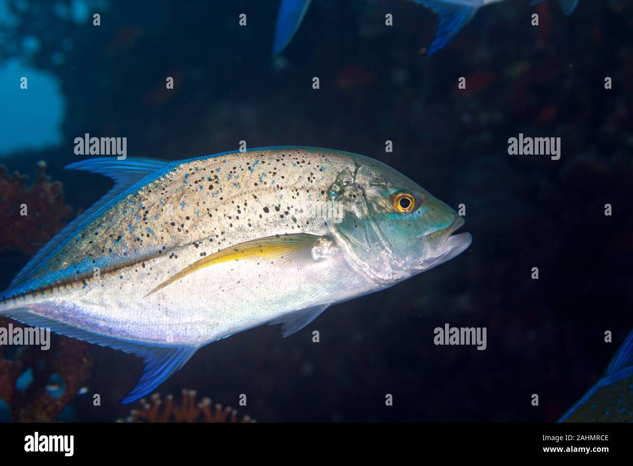 Bluefin Kingfish High Resolution Stock Photography and Images - Alamy