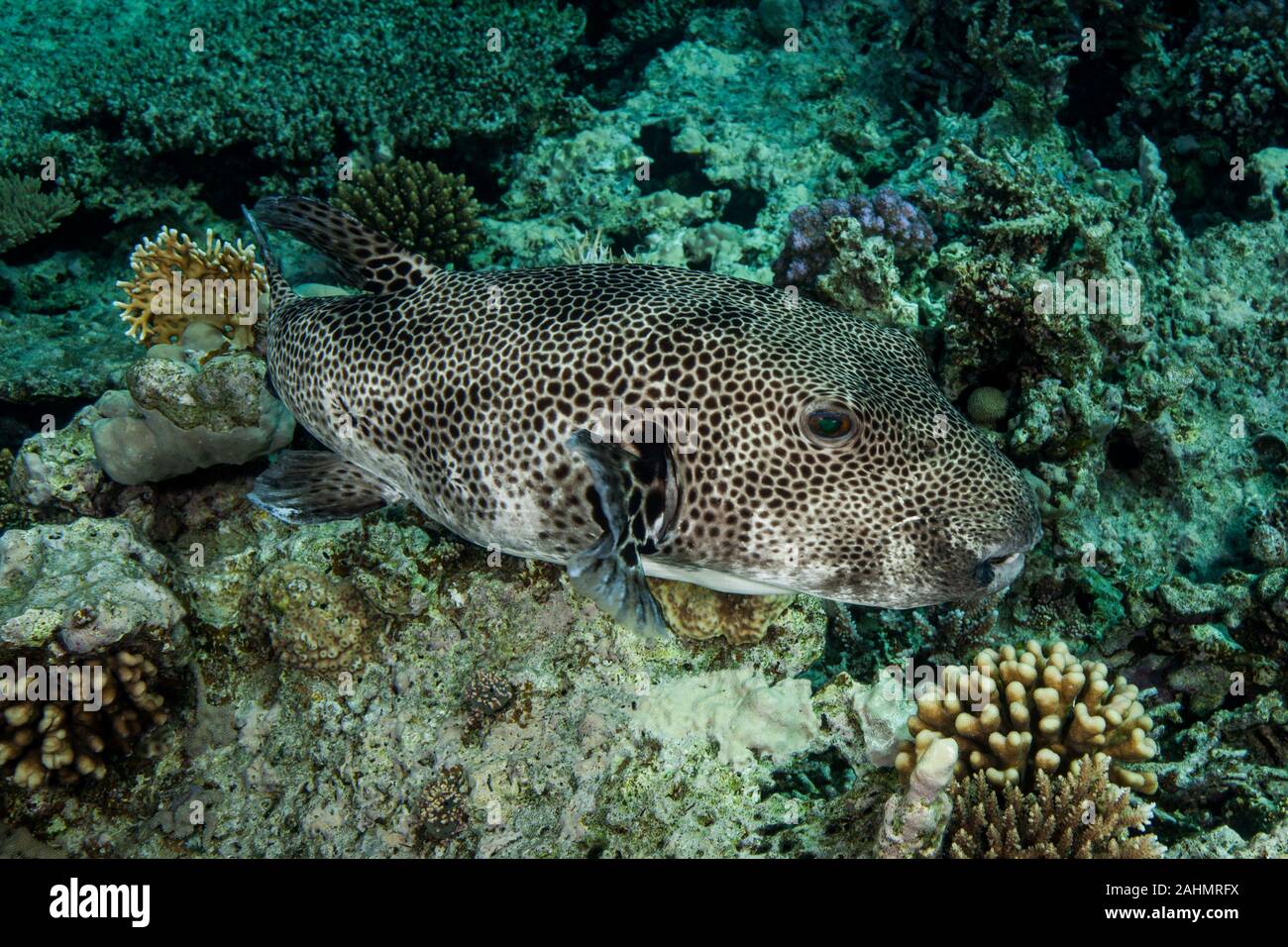 Arothron stellatus, also known as the stellate puffer, starry puffer ...
