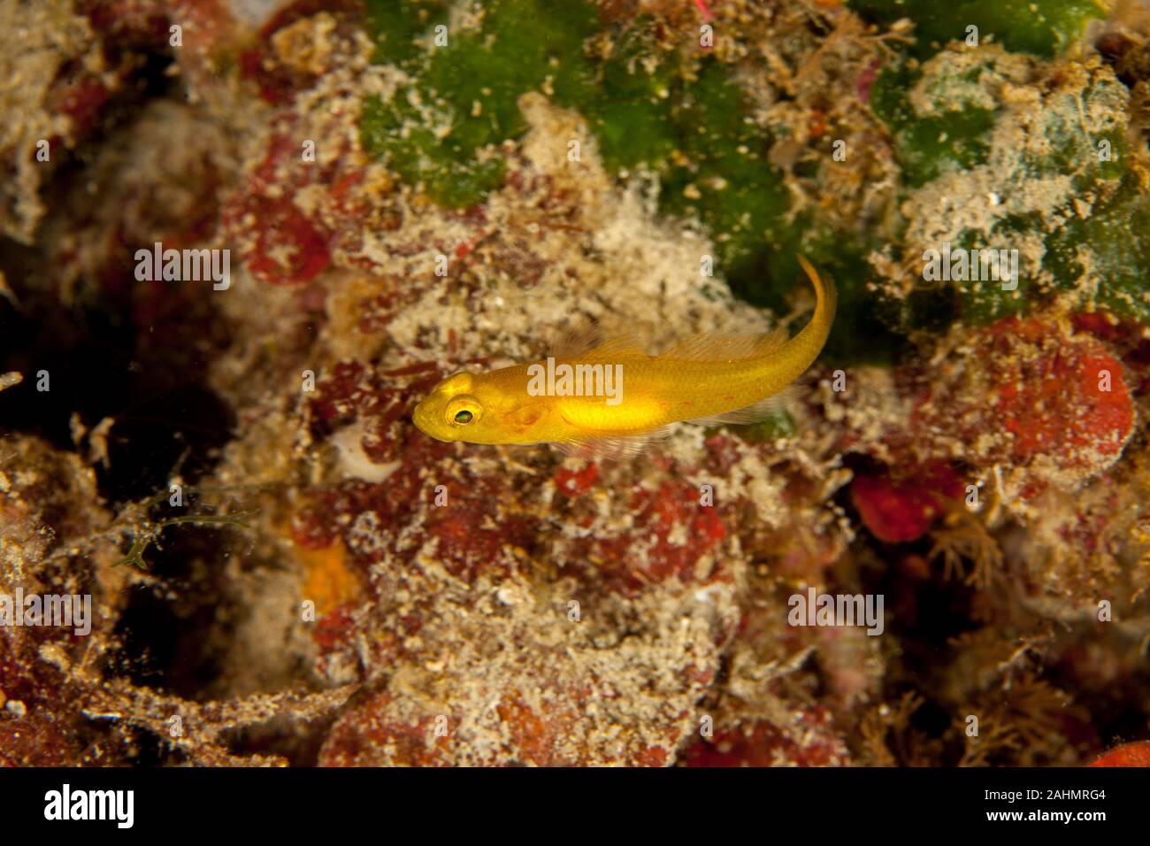 Golden blenny hi-res stock photography and images - Alamy