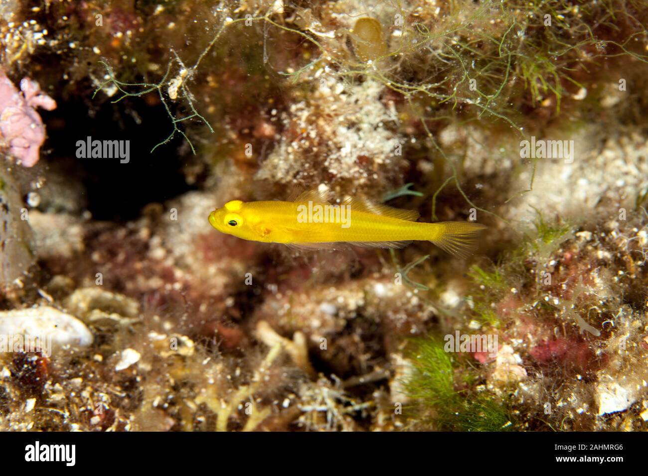 Golden goby gobius auratus hi-res stock photography and images - Alamy