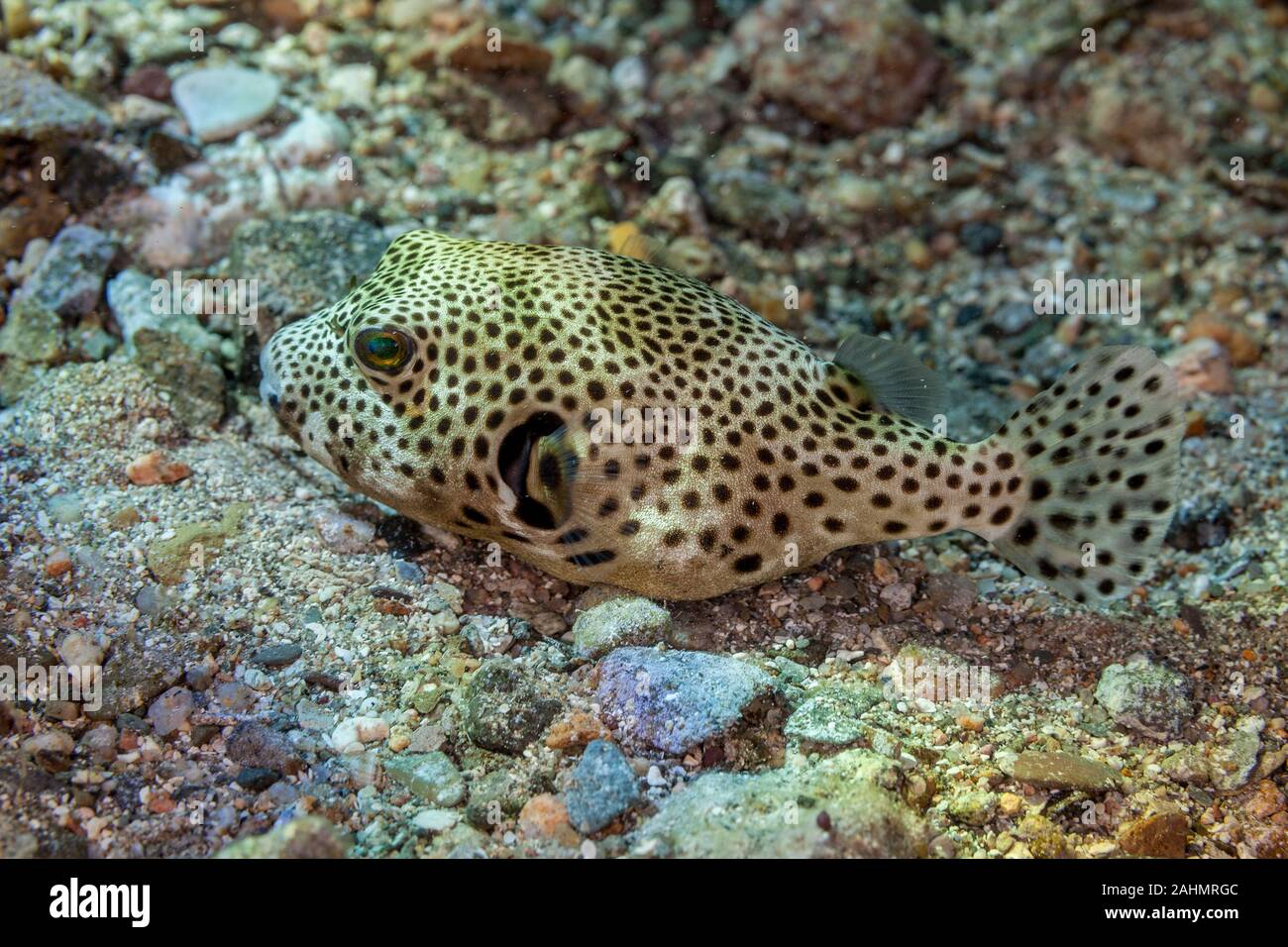 Juvenile star pufferfish hi-res stock photography and images - Alamy