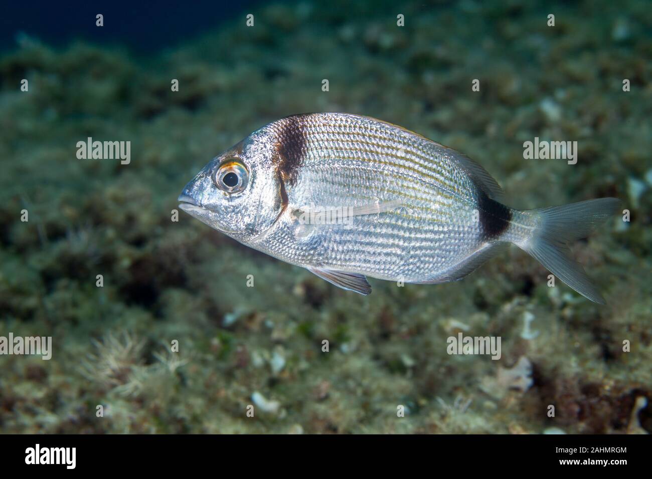 Diplodus vulgaris, the common two banded seabream Stock Photo - Alamy