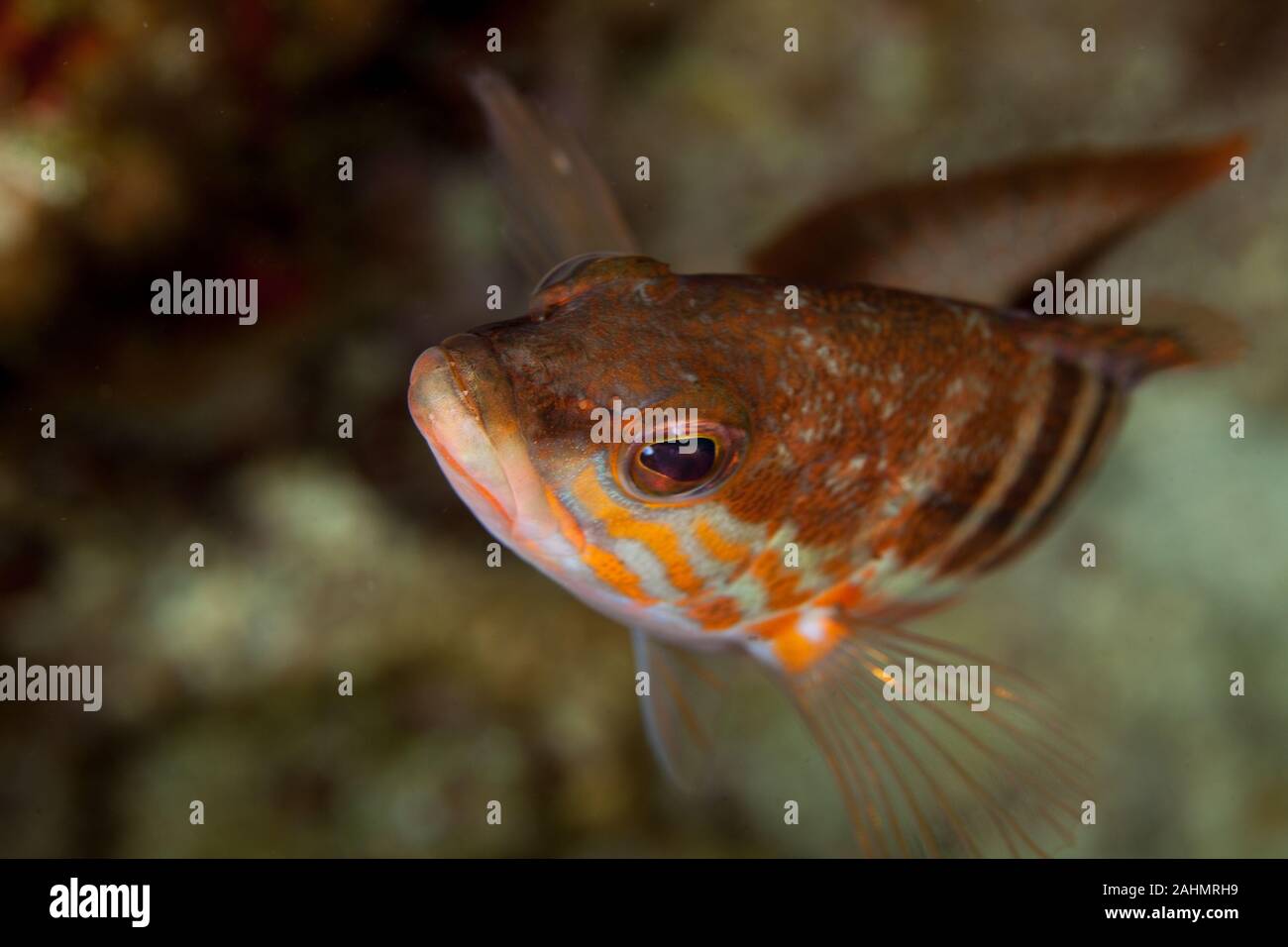 Comber Fish, Serranus cabrilla Stock Photo - Alamy
