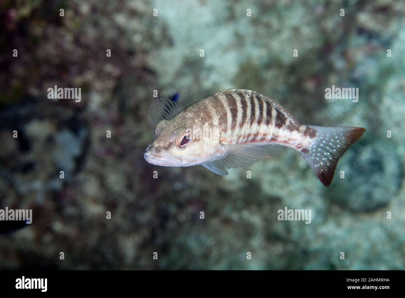 Comber Fish, Serranus cabrilla Stock Photo - Alamy