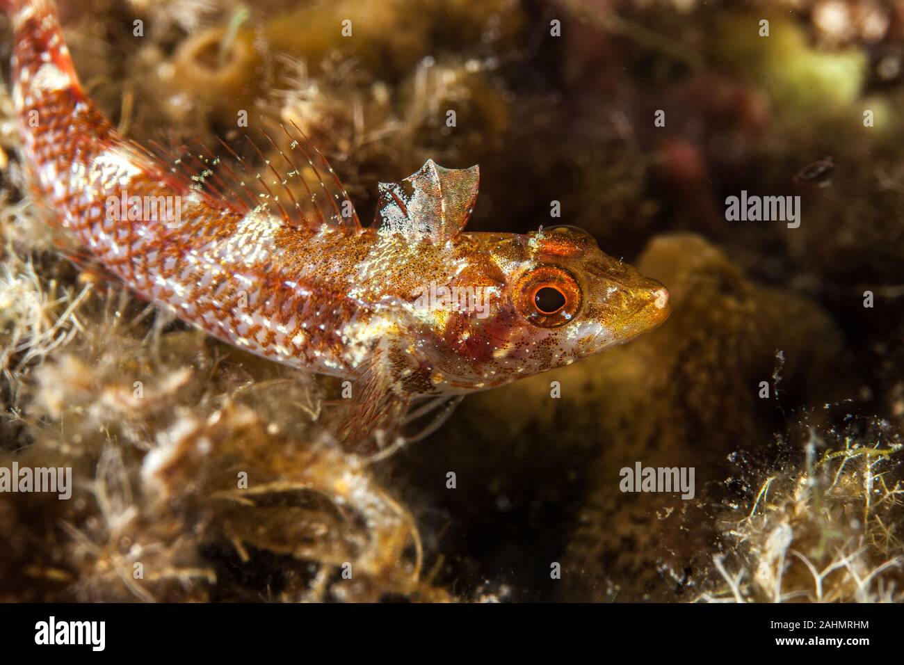 yellow black faced blenny, Tripterygion delaisi Stock Photo - Alamy