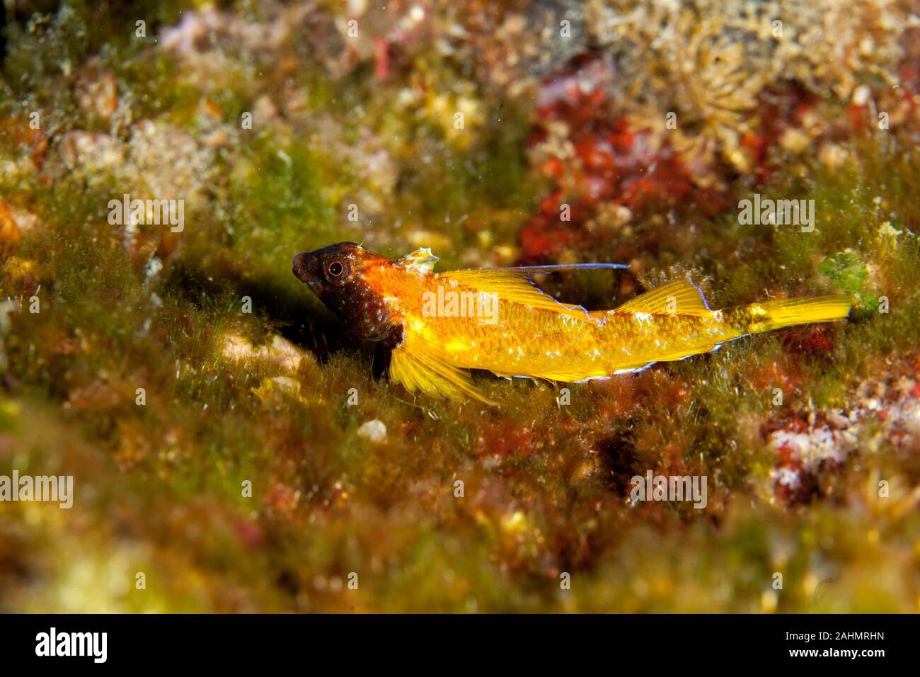 yellow black faced blenny, Tripterygion delaisi Stock Photo - Alamy