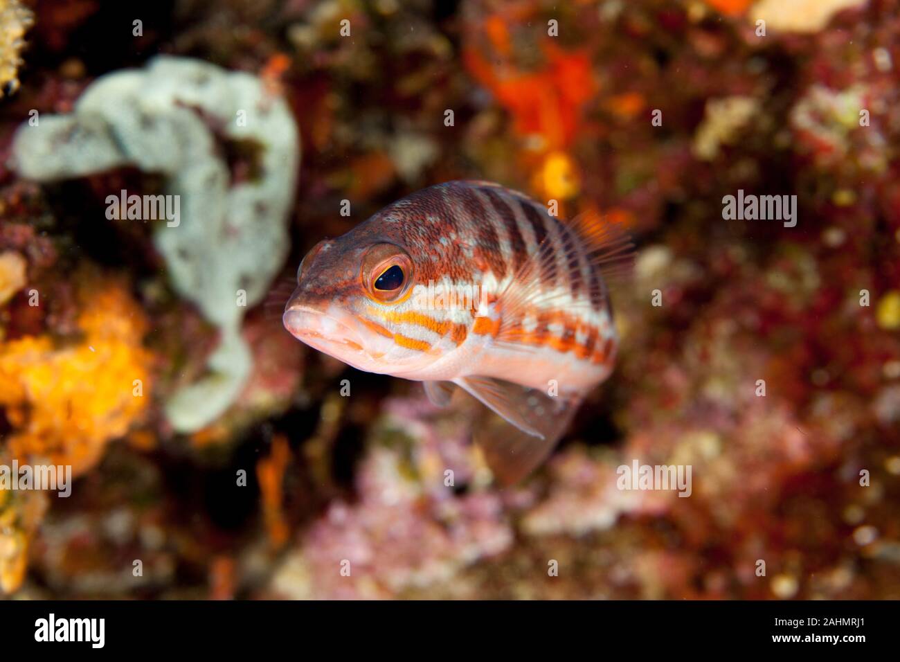 Comber Fish, Serranus cabrilla Stock Photo - Alamy