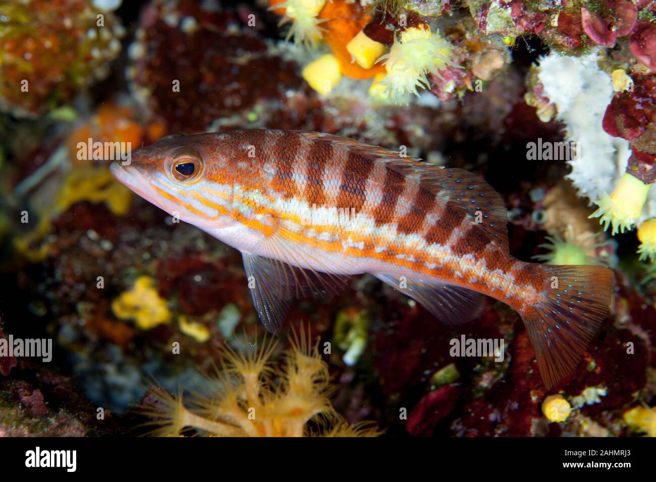 Comber Fish, Serranus cabrilla Stock Photo - Alamy