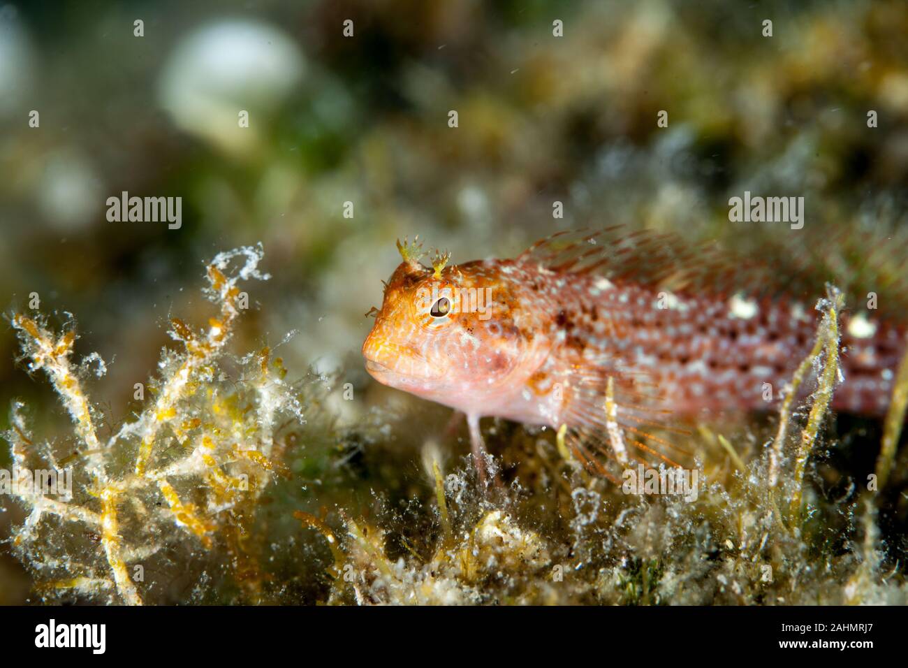 yellow black faced blenny, Tripterygion delaisi Stock Photo - Alamy