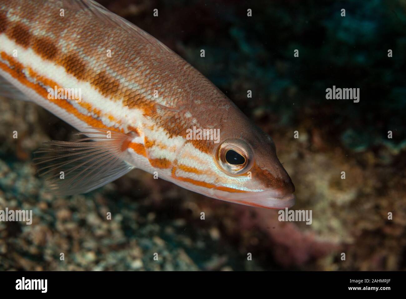 Brown comber hi-res stock photography and images - Alamy