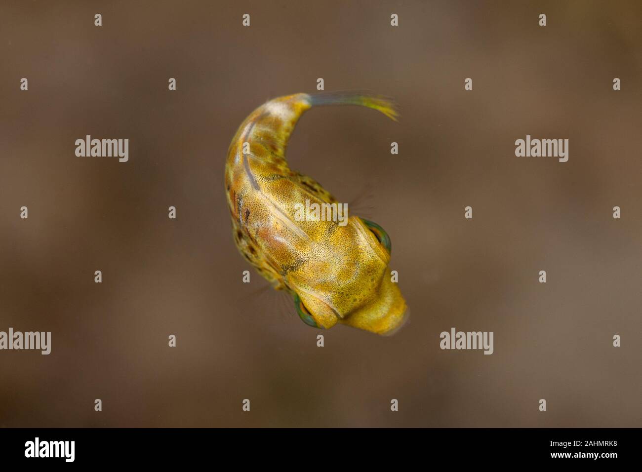 Juvenile Filefish, Monacanthidae Stock Photo - Alamy