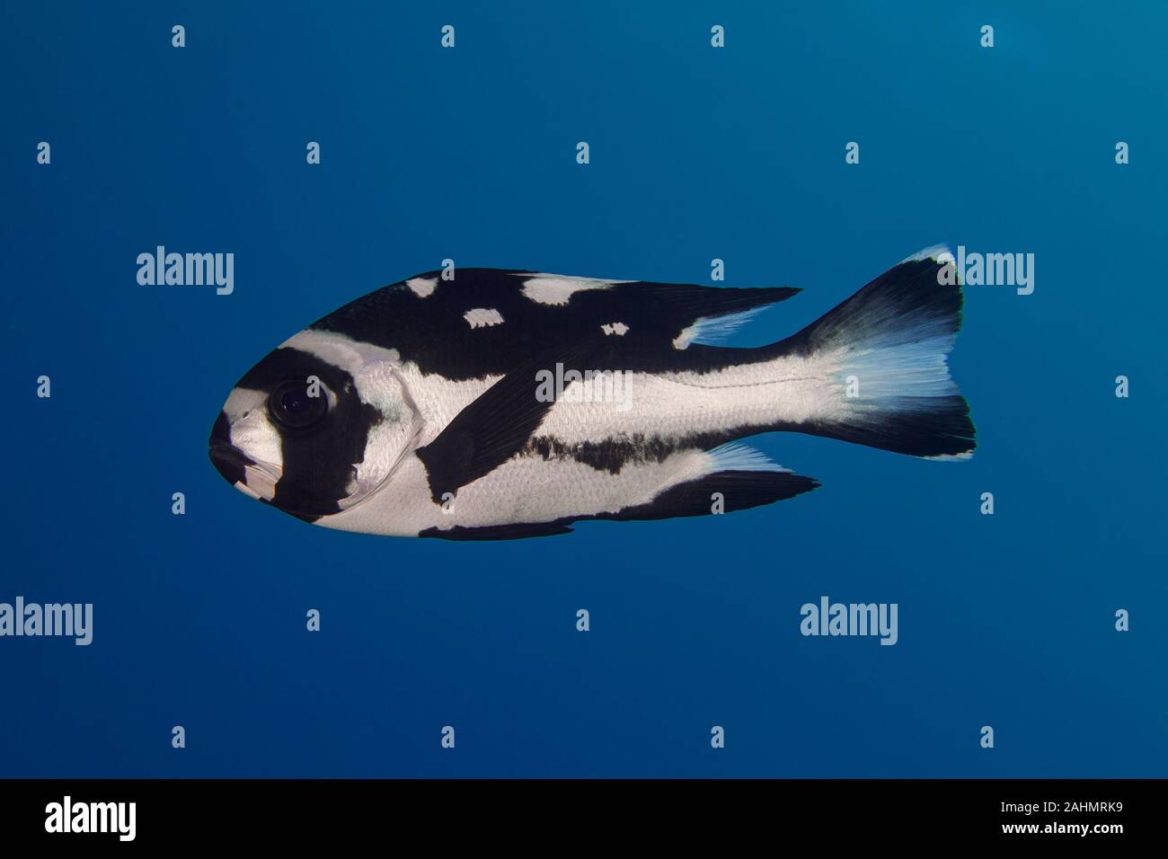 Black snapper juvenile macolor niger hi-res stock photography and ...