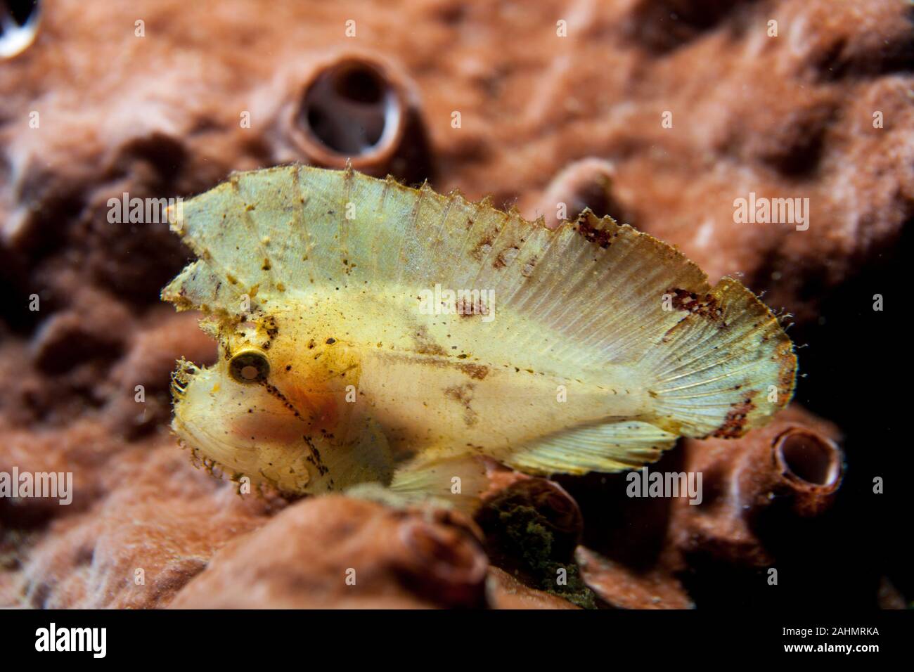 Leaf Scorpionfish (Scorpion Leaffish, Paperfish) - Taenianotus ...