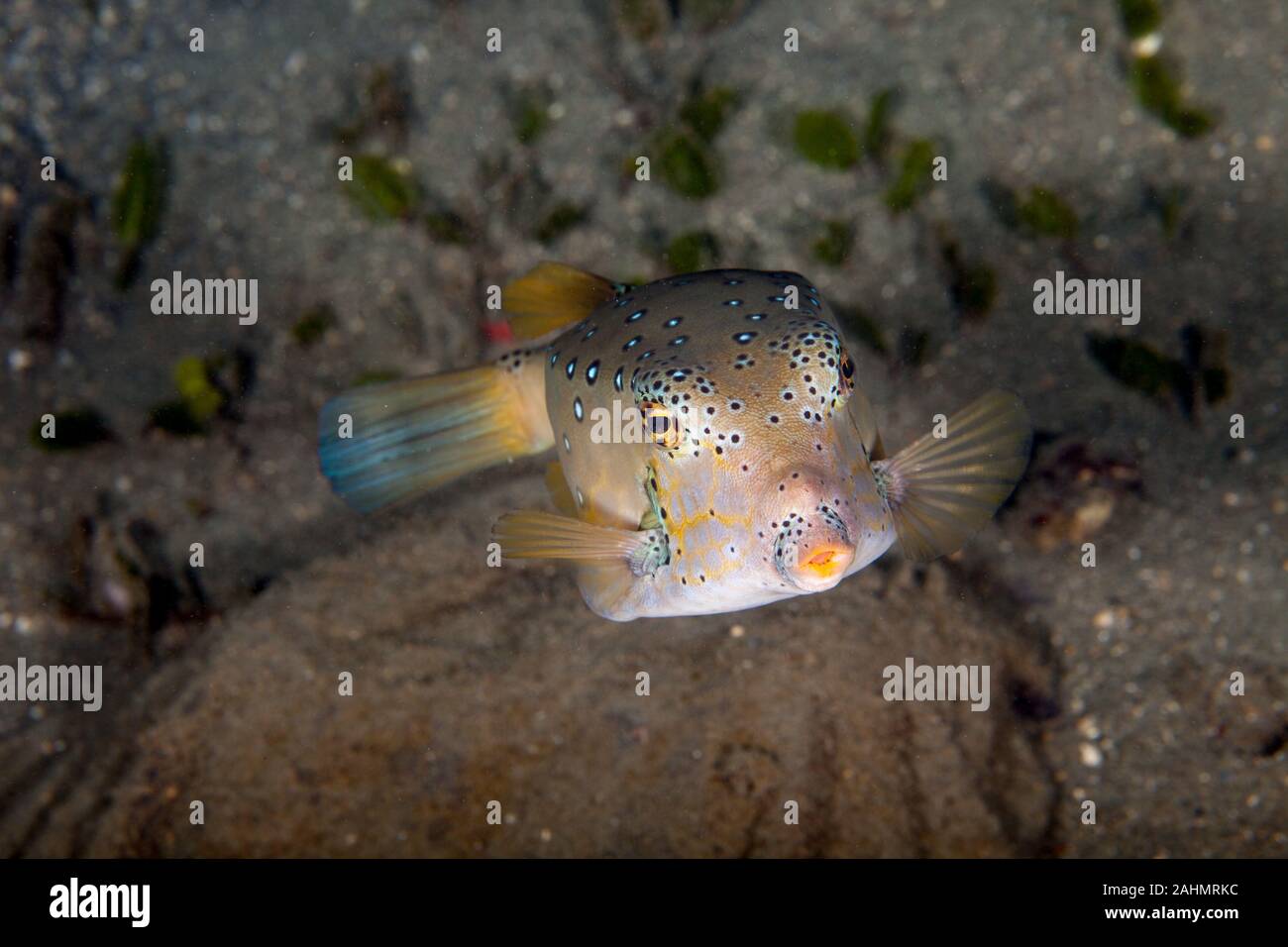 Yellow Boxfish - Ostracion cubicus Stock Photo - Alamy