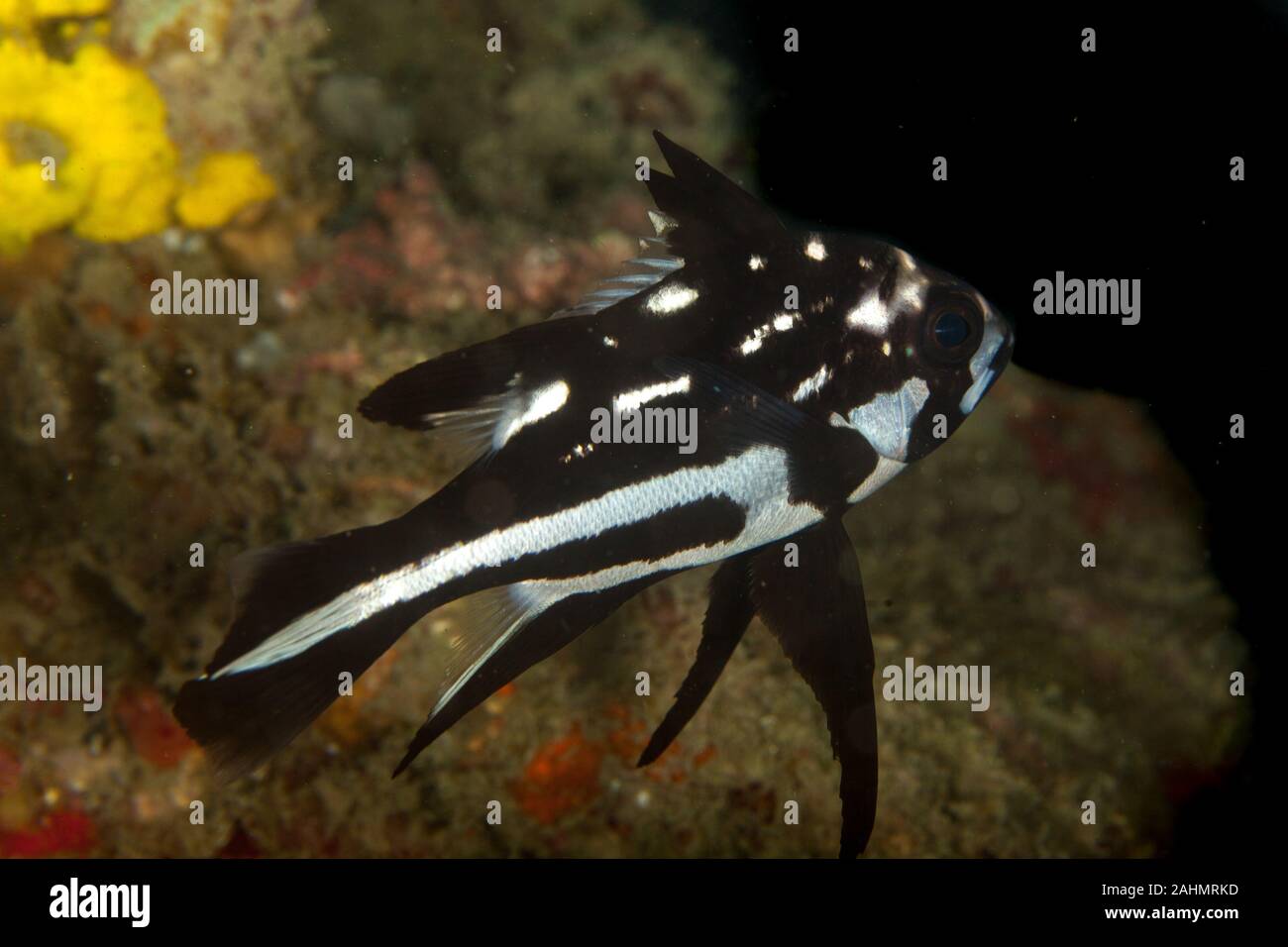 black and white snapper, Macolor niger Stock Photo - Alamy