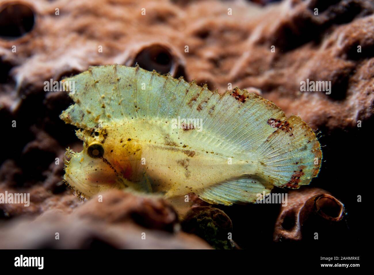 Leaf Scorpionfish (Scorpion Leaffish, Paperfish) - Taenianotus ...