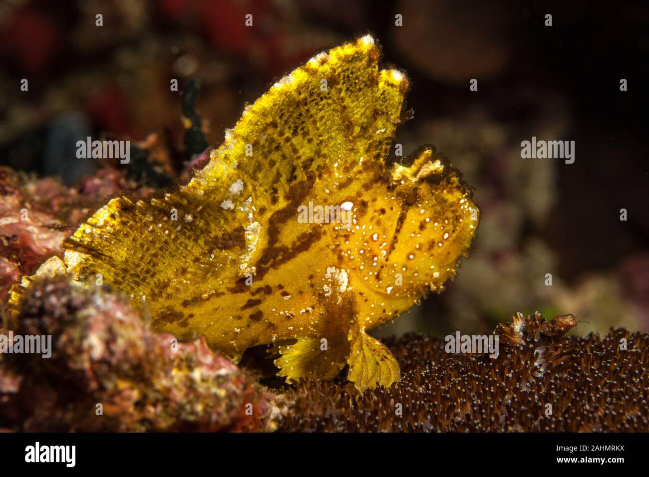 Leaf Scorpionfish (Scorpion Leaffish, Paperfish) - Taenianotus ...