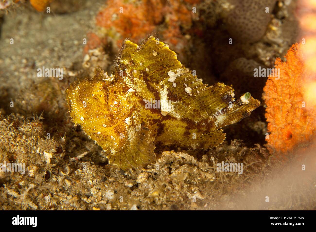 Leaf Scorpionfish (Scorpion Leaffish, Paperfish) - Taenianotus ...