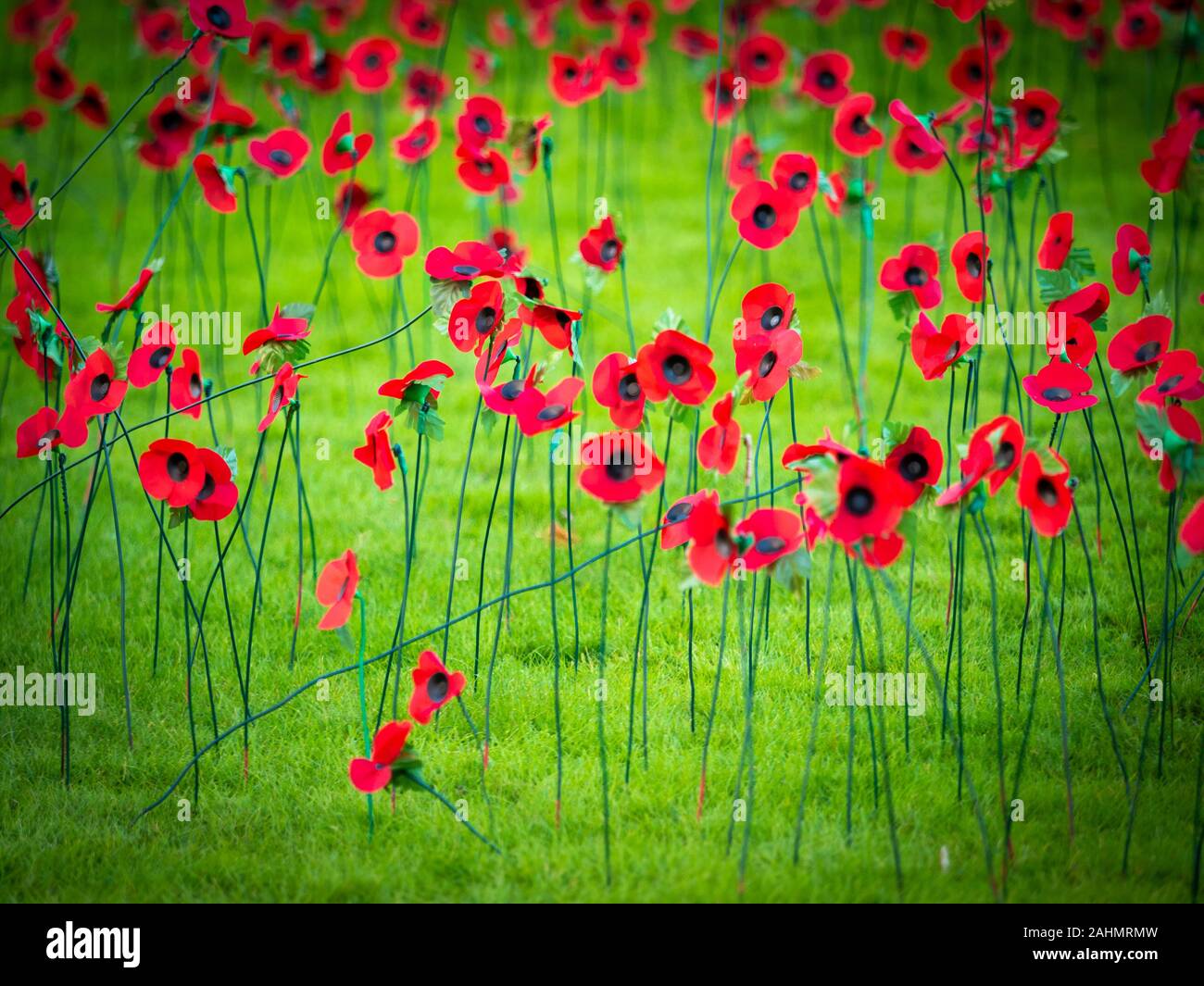 Red Poppies to mark Remembrance Sunday Stock Photo - Alamy