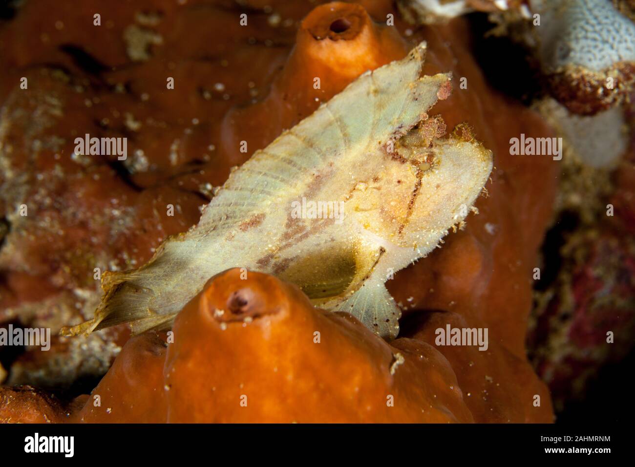 Leaf Scorpionfish (Scorpion Leaffish, Paperfish) - Taenianotus ...