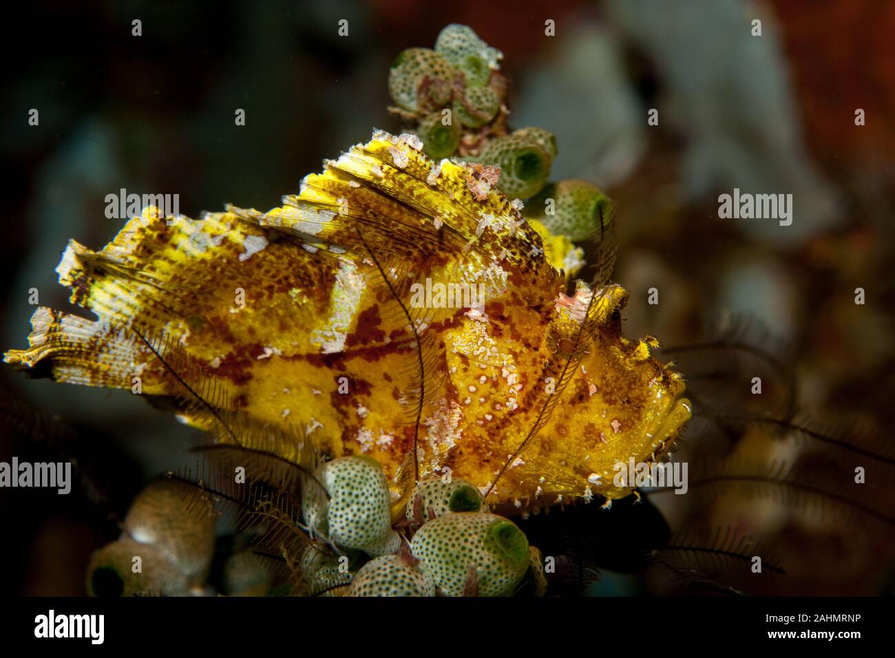 Leaf Scorpionfish (Scorpion Leaffish, Paperfish) - Taenianotus ...