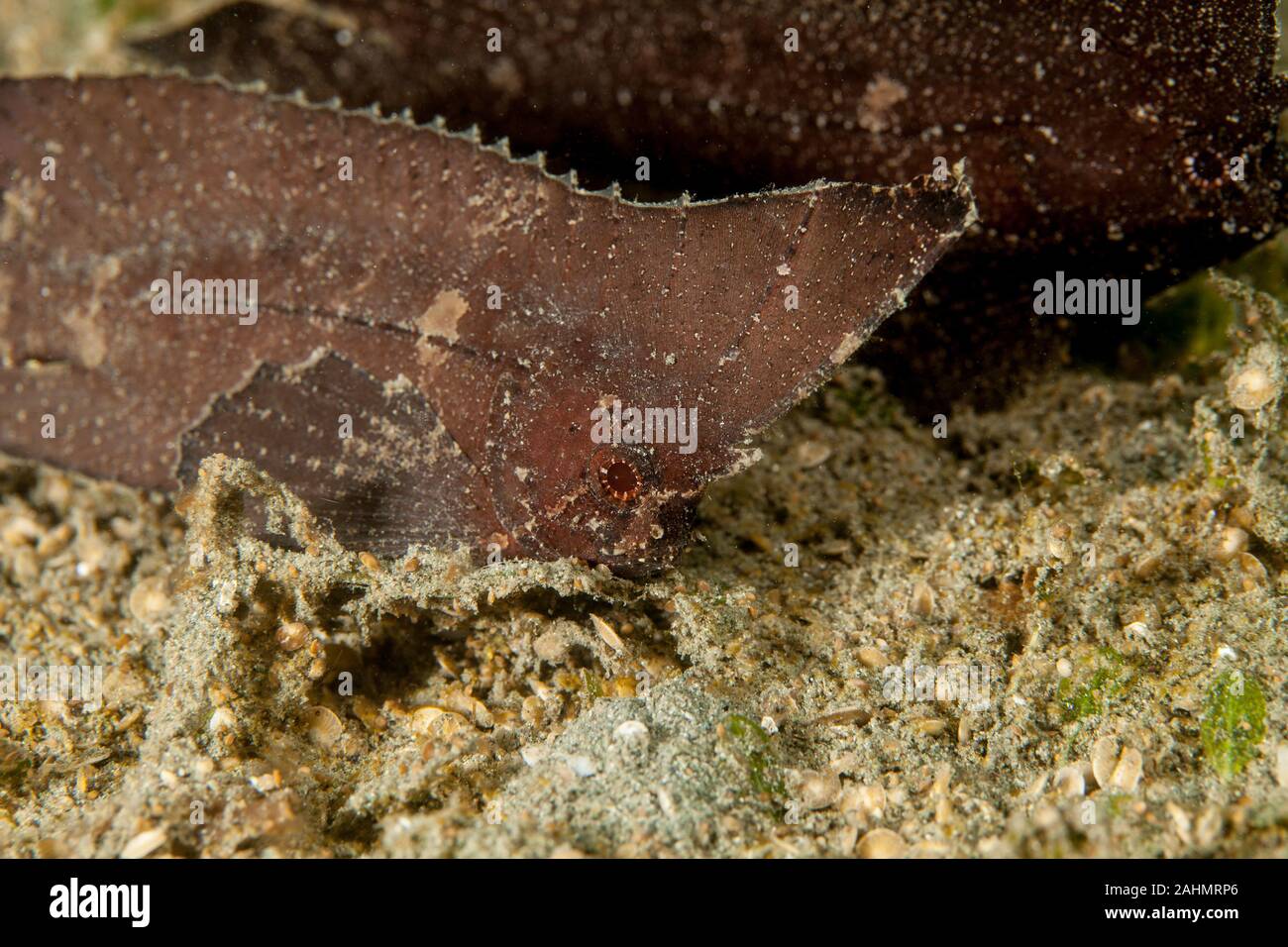Spiny Waspfish (Indian Ocean Waspish) - Ablabys macracanthus Stock ...