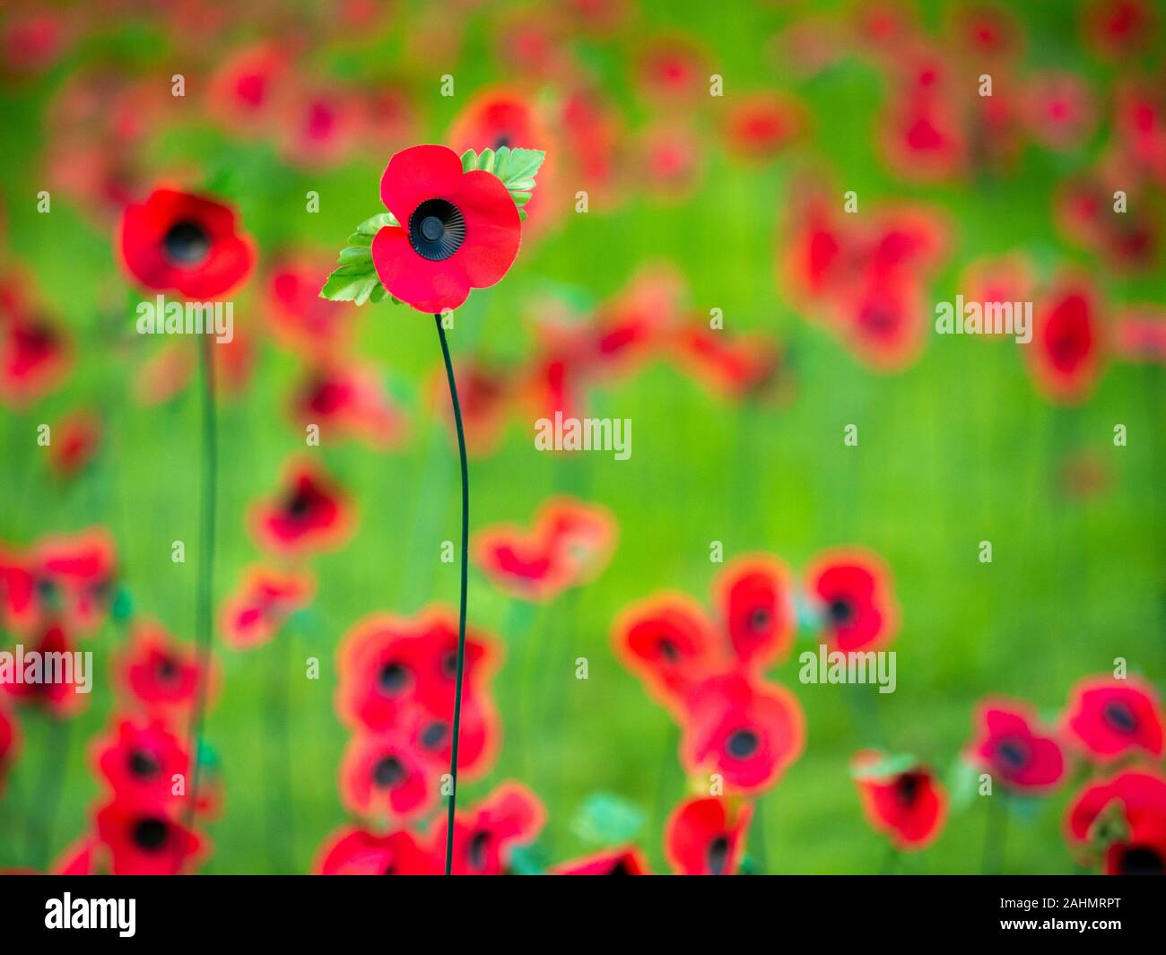 Red Poppies to mark Remembrance Sunday Stock Photo - Alamy