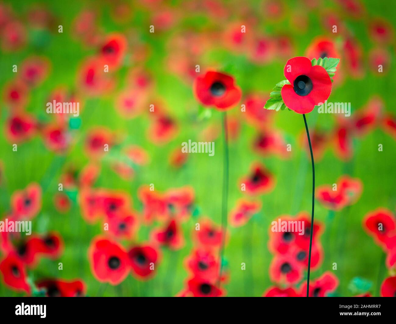 Red Poppies to mark Remembrance Sunday Stock Photo - Alamy