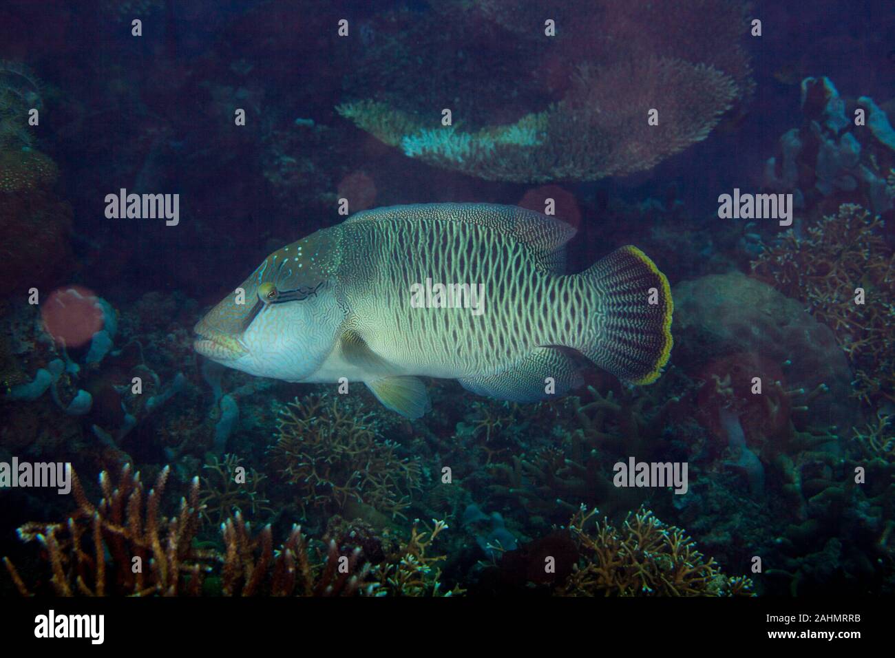 The humphead wrasse (Cheilinus undulatus) Napoleon fish, Napoleonfish ...