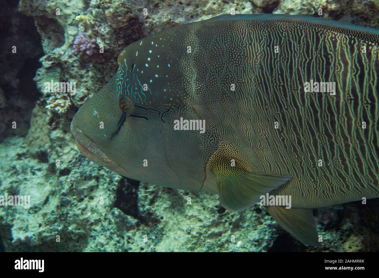 The humphead wrasse (Cheilinus undulatus) Napoleon fish, Napoleonfish ...