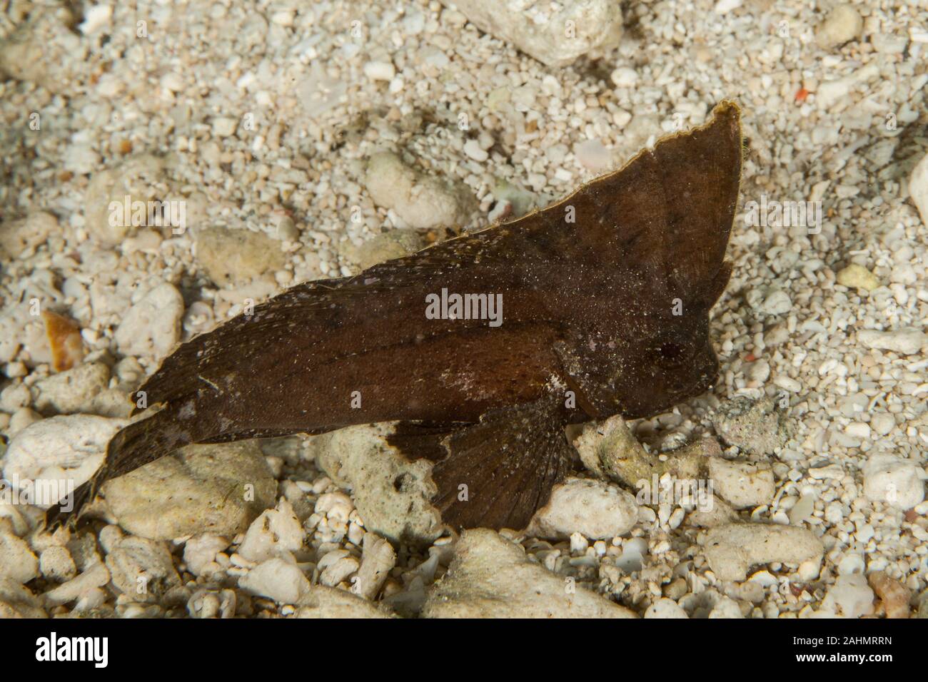 Spiny Waspfish (Indian Ocean Waspish) - Ablabys macracanthus Stock ...