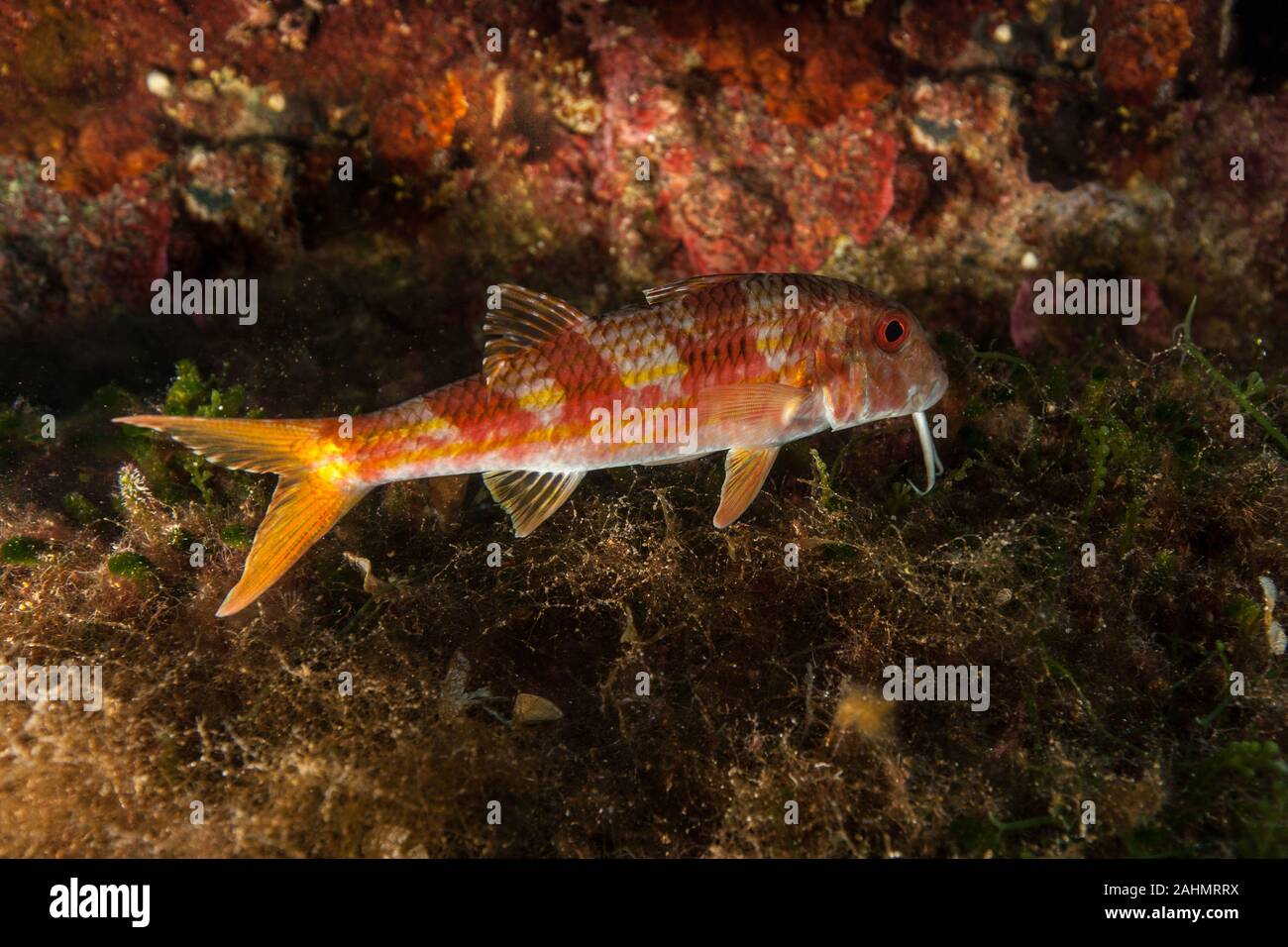 Underwater ocean canary island hierro hi-res stock photography and ...