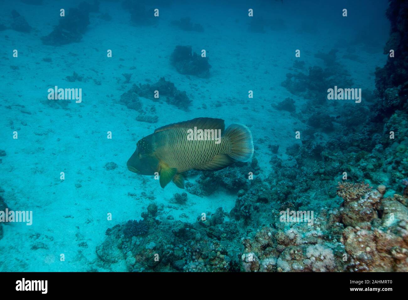 The humphead wrasse (Cheilinus undulatus) Napoleon fish, Napoleonfish ...