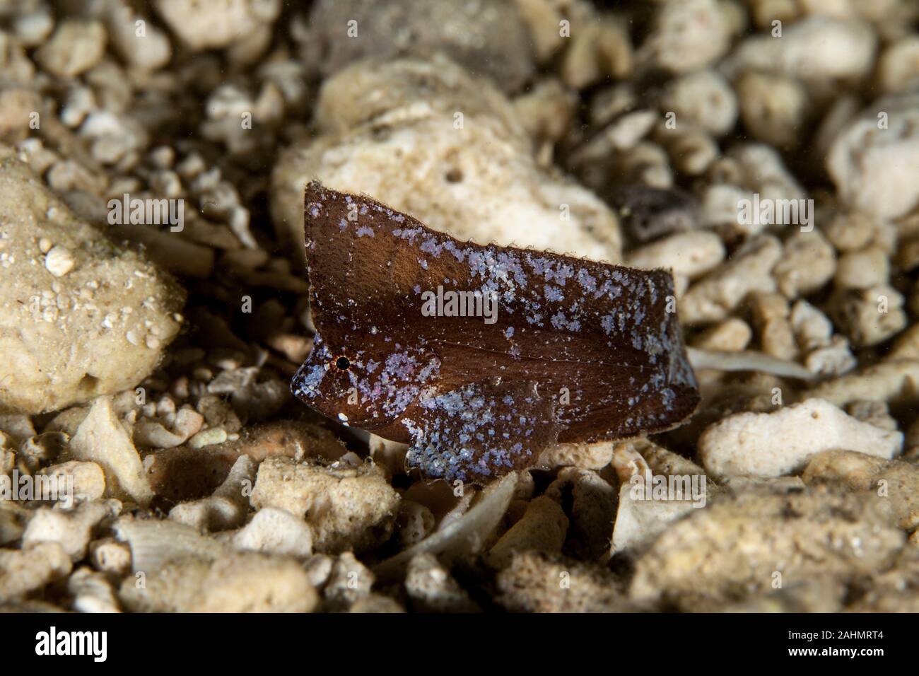 Spiny Waspfish (Indian Ocean Waspish) - Ablabys macracanthus Stock ...