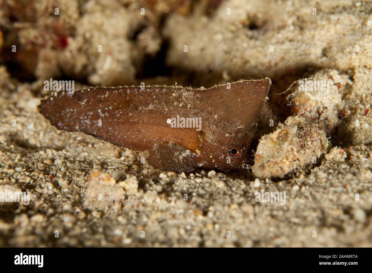 Spiny Waspfish (Indian Ocean Waspish) - Ablabys macracanthus Stock ...