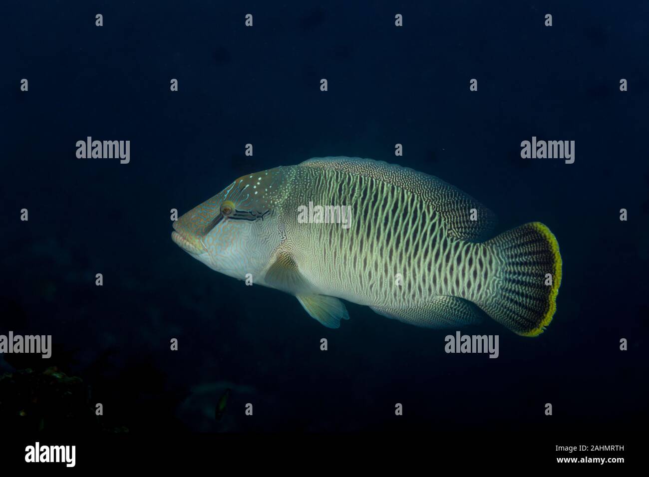 The humphead wrasse (Cheilinus undulatus) Napoleon fish, Napoleonfish ...